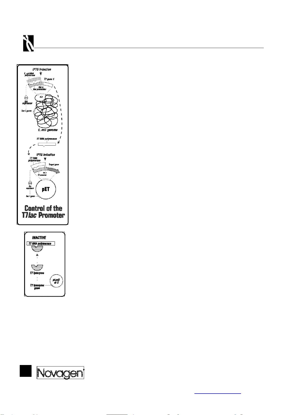 pET表达系统操作手册指南 - CSDN文库