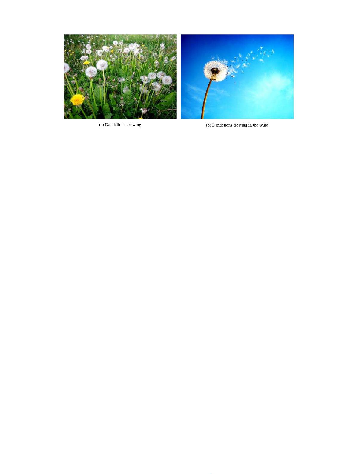 【免费】个人整合了蒲公英优化算法dandelion Optimizer源代码及原文，更多算法可进入空间查看蒲公英算法资源 Csdn下载