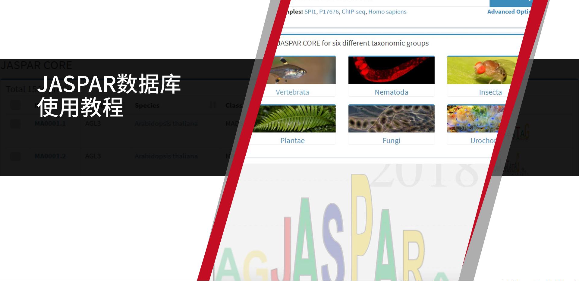 JASPAR数据库使用教程.pdf_jaspar数据库资源-CSDN下载